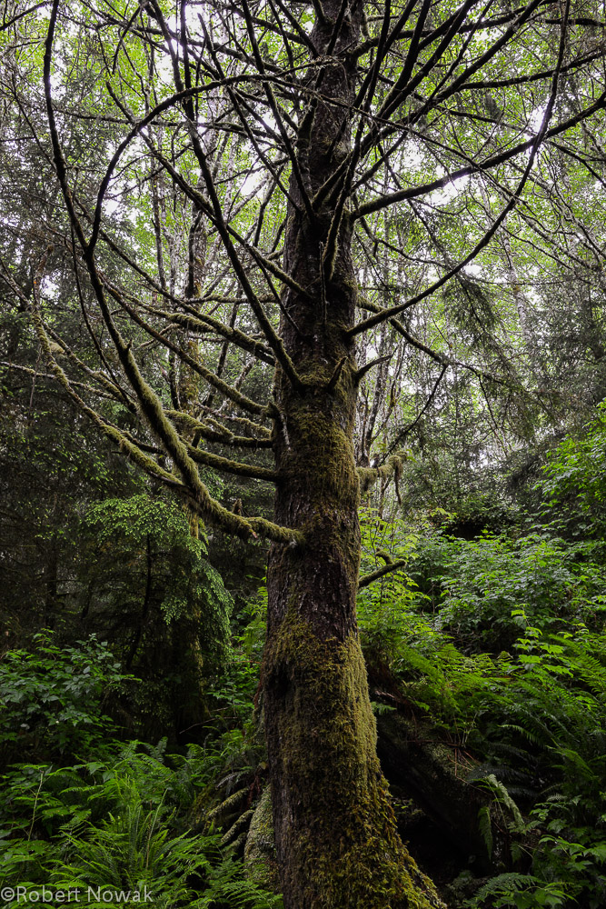 Coastal Forest | Pacific Rim Provincial Park, British Columbia, Canada ...